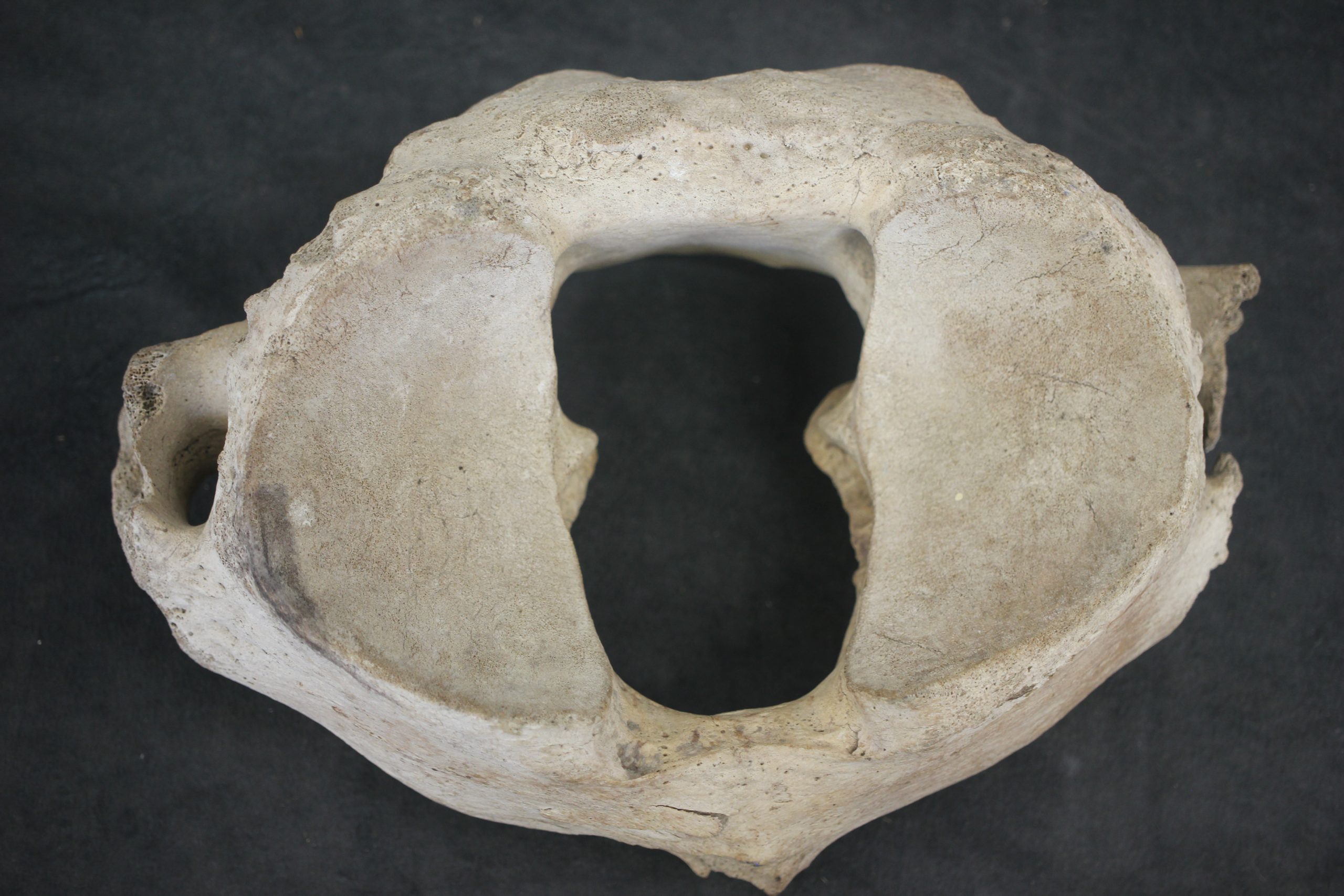 Fossil Vertebra. – Ibbett Mosely Auctions